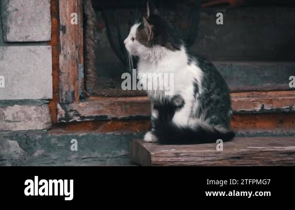 Homeless and dirty kitten sits with a sad muzzle. The problem of ...
