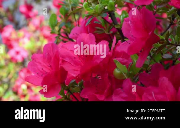 Red flowers azalea ericaceae Stock Videos & Footage - HD and 4K Video ...
