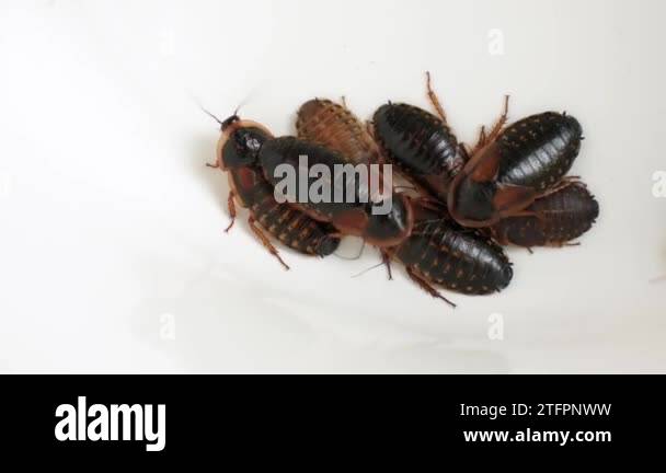 A small group of female cockroaches (blaptica dubia) crawling over each ...