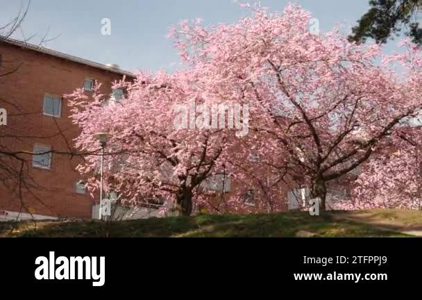 Sakura cherry blossom trees Stock Videos & Footage - HD and 4K Video ...