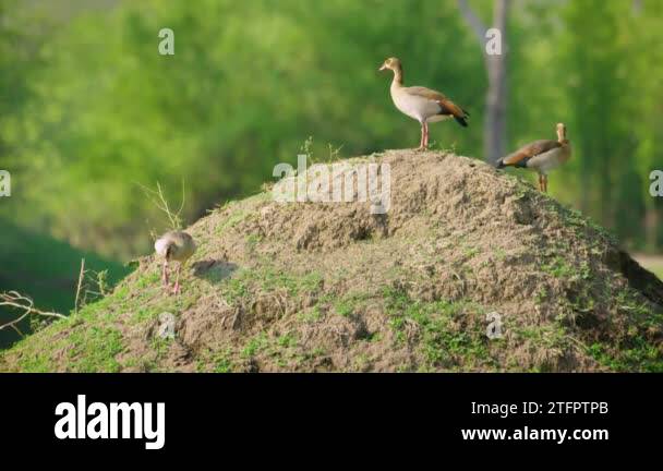 A beautiful Egyptian goose, duck, in the Winter Lake Park in Netanya in ...