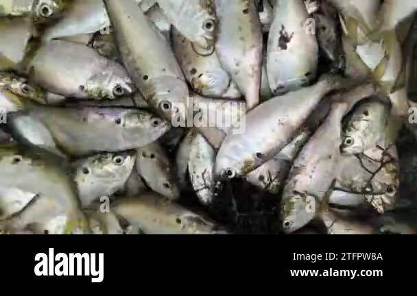 School of peanut bunker Stock Videos & Footage - HD and 4K Video Clips ...