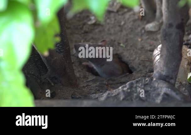 A wild rat at a hole in the ground near street market at Kota Kinabalu ...