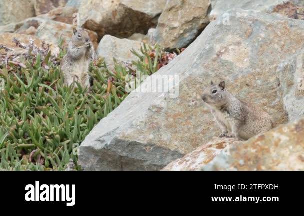 Ice plants Stock Videos & Footage - HD and 4K Video Clips - Alamy