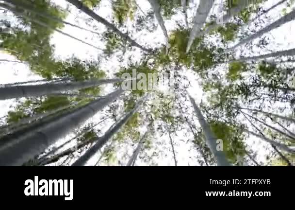 spinning shot up with bamboo trees. Arashiyama bamboo forest in Kyoto ...
