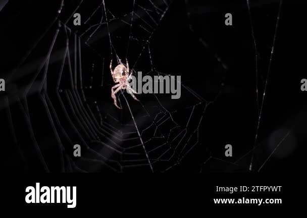Spider arthropod Stock Videos & Footage - HD and 4K Video Clips - Alamy
