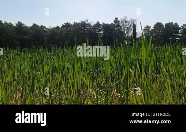 Crop landscapes Stock Videos & Footage - HD and 4K Video Clips - Alamy