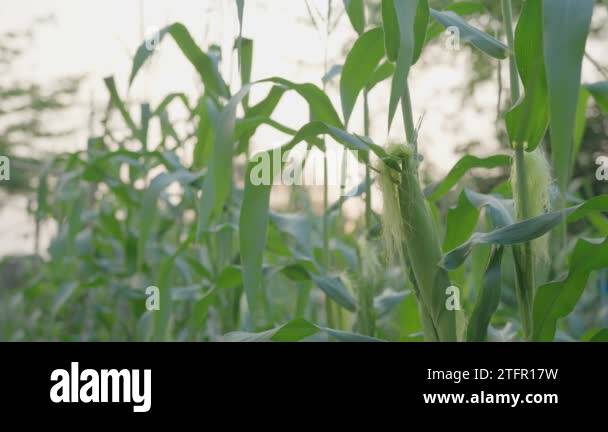 Farmers recording and monitor the condition of plant pollen ...