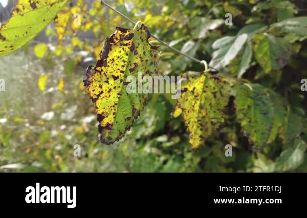 tree diseases. diseased leaves. affected tree leaves. 4k. Yellowed ...