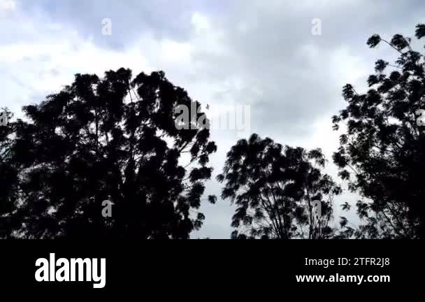 Neem trees Stock Videos & Footage - HD and 4K Video Clips - Alamy