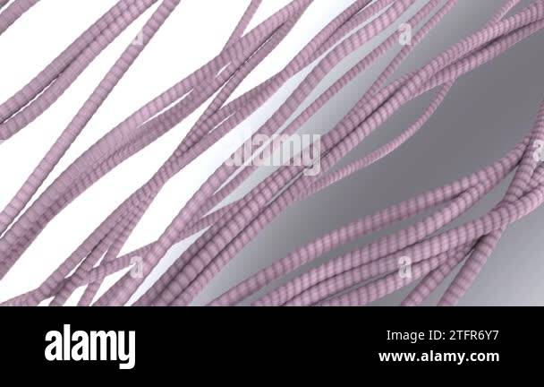 Collagen fibers 3D model. Scientific animation showing the structure of ...