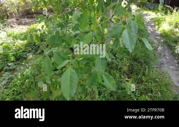 walnut tree. Walnut is the nut of any tree of the genus Juglans Family ...