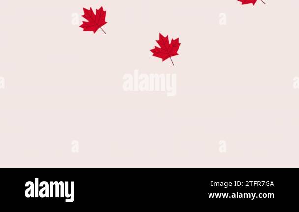 Canadian leafs Stock Videos & Footage - HD and 4K Video Clips - Alamy