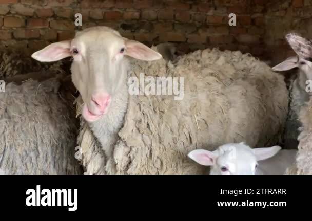 Tangled sheep Stock Videos & Footage - HD and 4K Video Clips - Alamy