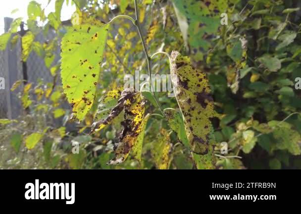 tree diseases. diseased leaves. affected tree leaves. 4k. Yellowed ...