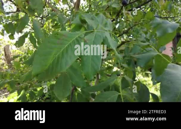 walnut tree. Walnut is the nut of any tree of the genus Juglans Family ...