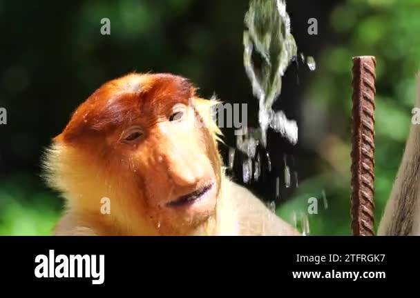 Wild Proboscis monkey or Nasalis larvatus, in the rainforest of island ...