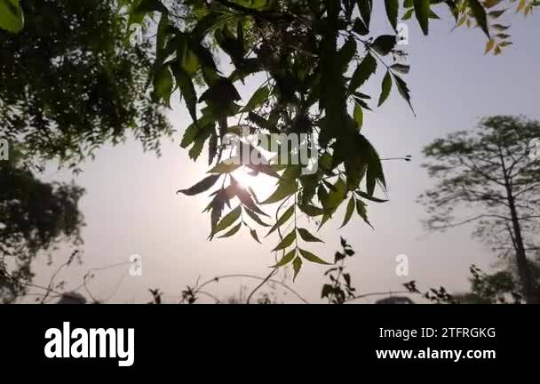 Neem flower in the tree. Its other names Azadirachta indica ...