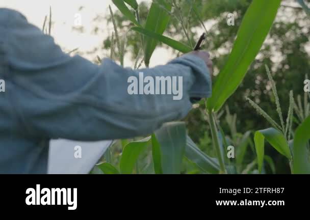 Farmers recording and monitor the condition of plant pollen ...