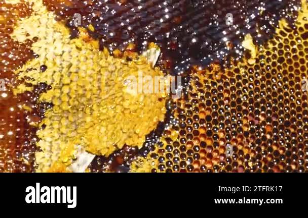 The beekeeper cuts the wax from the honey frame. In large drops, golden ...