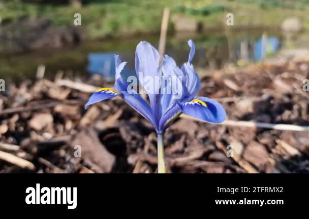 February reticulata iris Stock Videos & Footage - HD and 4K Video Clips ...