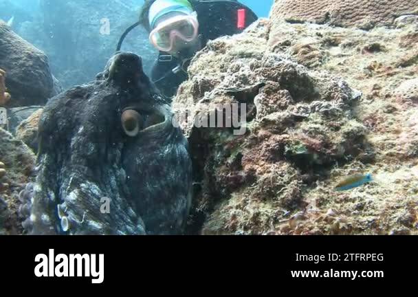 The octopus quickly changes color, shape and the structure of your body ...