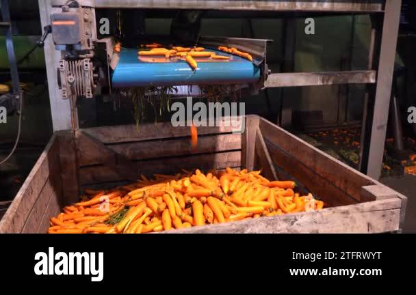 Commercial Production And Management Of Carrots. Washed Carrots Moving ...