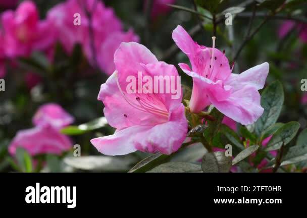 Azalea bloom up close Stock Videos & Footage - HD and 4K Video Clips ...