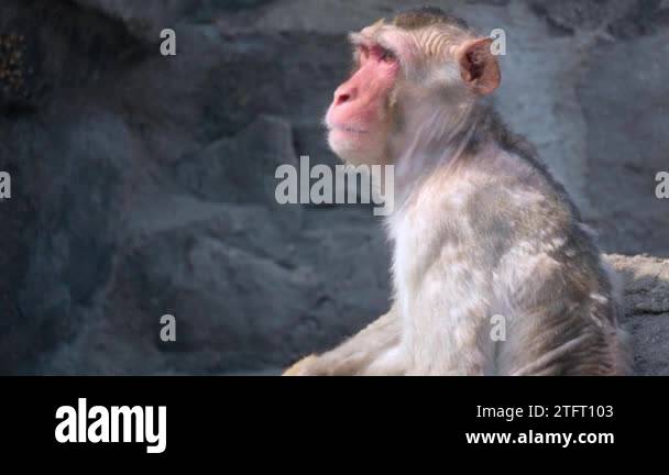 Side View Of Adult Macaque Monkey Looking Afar At Seoul Grand Park Zoo ...
