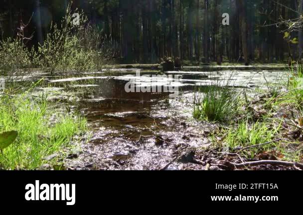 Forest clearing water Stock Videos & Footage - HD and 4K Video Clips ...