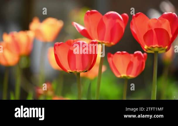Red tulips sway in the wind. Spring background for video. Side view. 4K ...