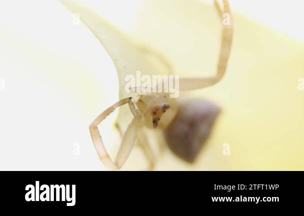 macro video of a very small spider moving its jaws, on a yellow petal ...