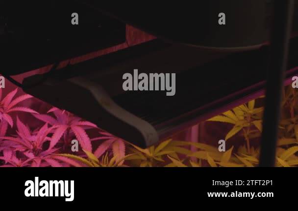 home grow marijuana cannabis blowing in fan wind inside home grow tent ...