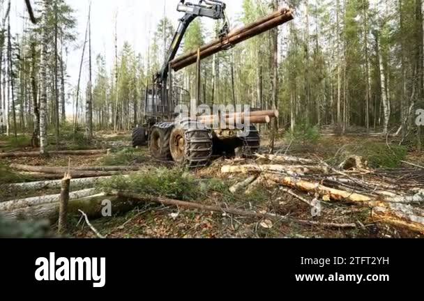Modern logger loading timber using mechanical grip Stock Video Footage ...