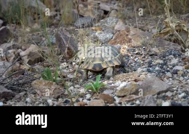 Turtle is walking on street floor. Sea turtle crawling on rocks and ...