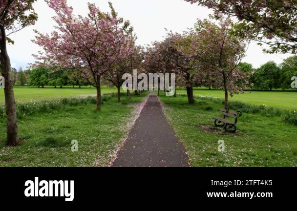 Footage of beautiful blossom trees in the spring time filmed in 8K ...
