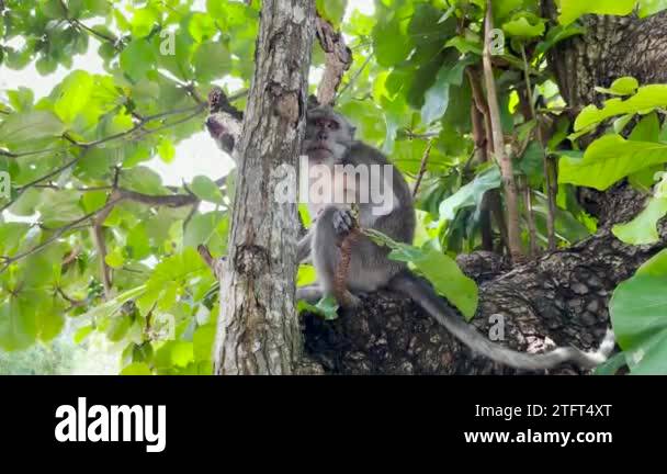 The monkey is cool in the tree. Monkeys relax enjoying the atmosphere ...