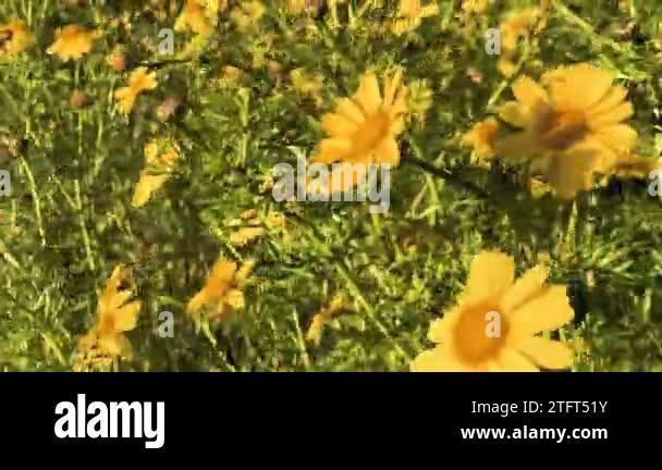 Daisy meadows Stock Videos & Footage - HD and 4K Video Clips - Alamy