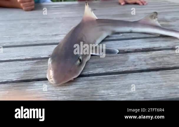 Small toothless shark, Mustelus, and amanuensis White, Arunrugstichai & Naylor, caught and alive ...