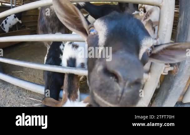Little farm animals Stock Videos & Footage - HD and 4K Video Clips - Alamy