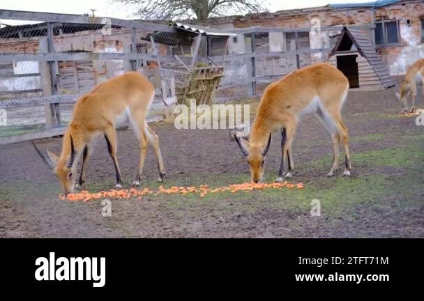 Springbok male Stock Videos & Footage - HD and 4K Video Clips - Alamy