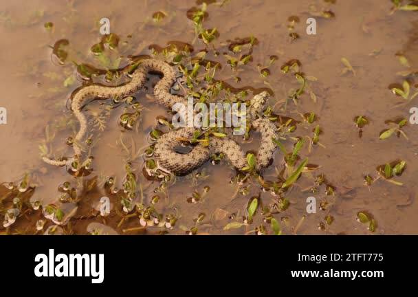 Snake taking a deep breath after swimming underwater. Water snake is a ...