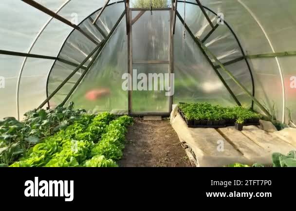 White turnip farming Stock Videos & Footage - HD and 4K Video Clips - Alamy