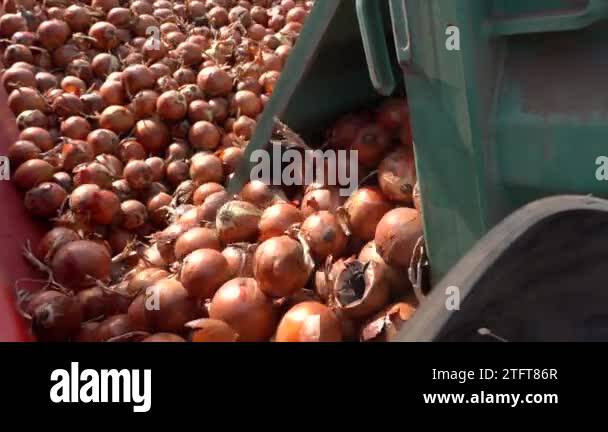 Yellow root vegetables Stock Videos & Footage - HD and 4K Video Clips ...