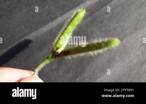 Green Vigna mungo in black background. Its other names black gram,urad ...