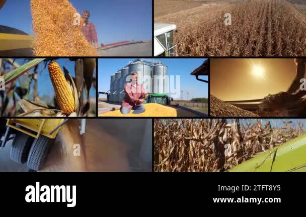 Global Maize Trade , Import And Export. Global Shipping Industry. Grain ...