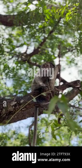 The monkey is cool in the tree. Monkeys relax enjoying the atmosphere ...