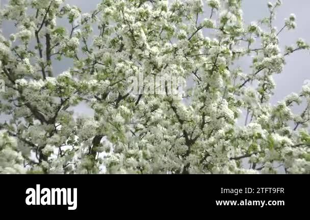 Gray zoom background for zoom Stock Videos & Footage - HD and 4K Video ...