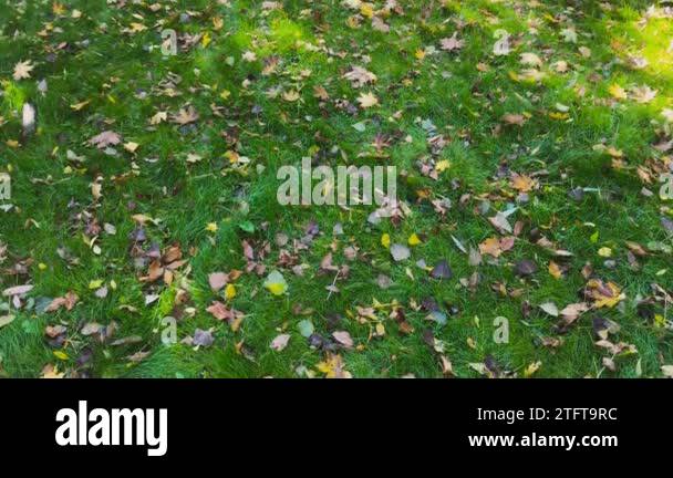 Autumn Leaves. Grass Texture covered with Autumn Leaves Stock Video ...