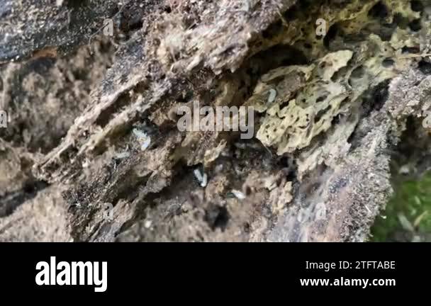 Busy ants hiding larvas Stock Videos & Footage - HD and 4K Video Clips ...